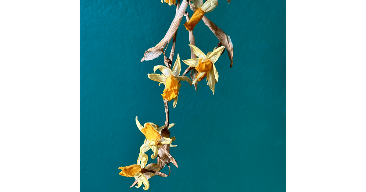 Nahash returns to SVBKVLT with Fleurs Mortes | Beatportal